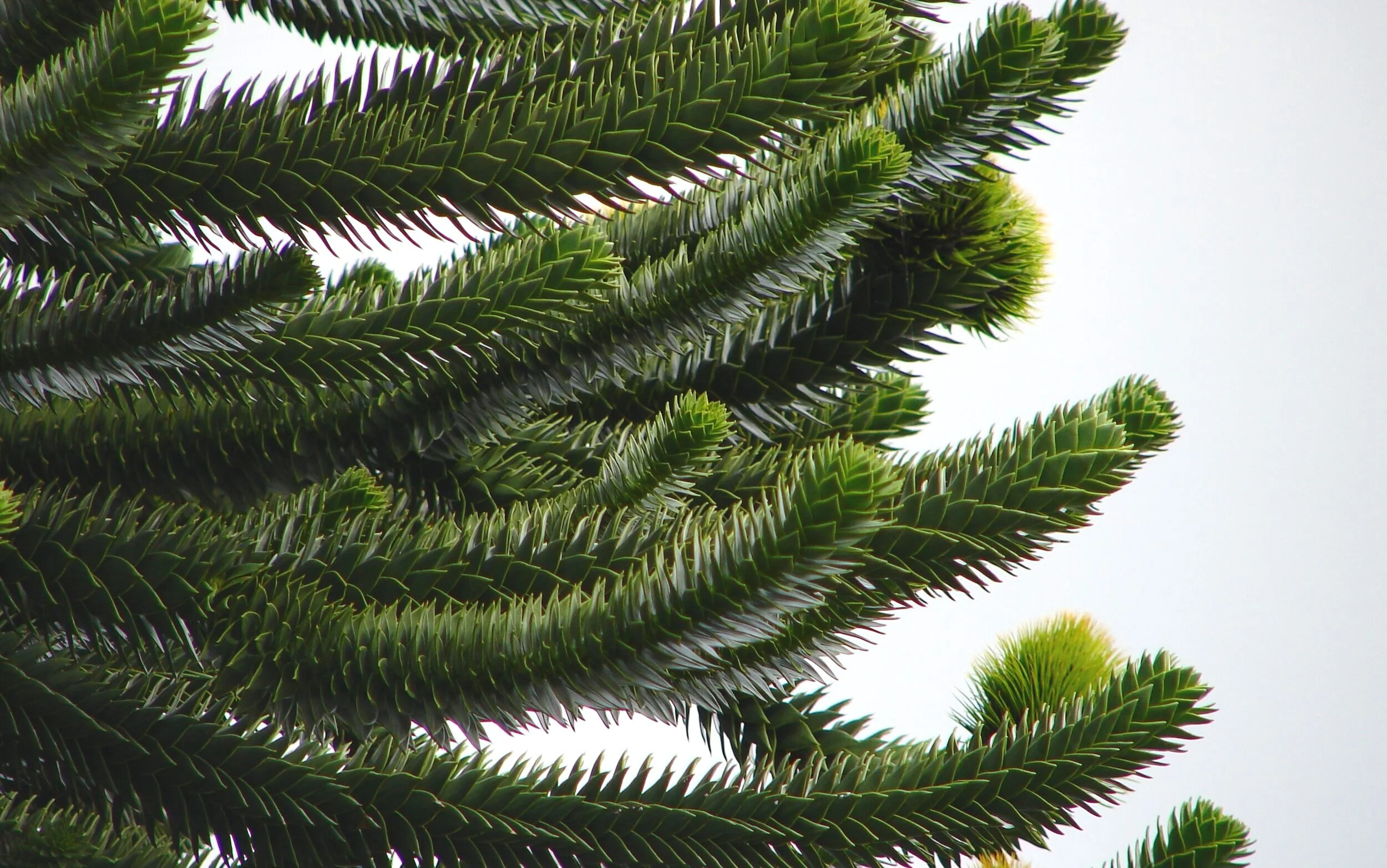 Conifers — Sunnyside Nursery