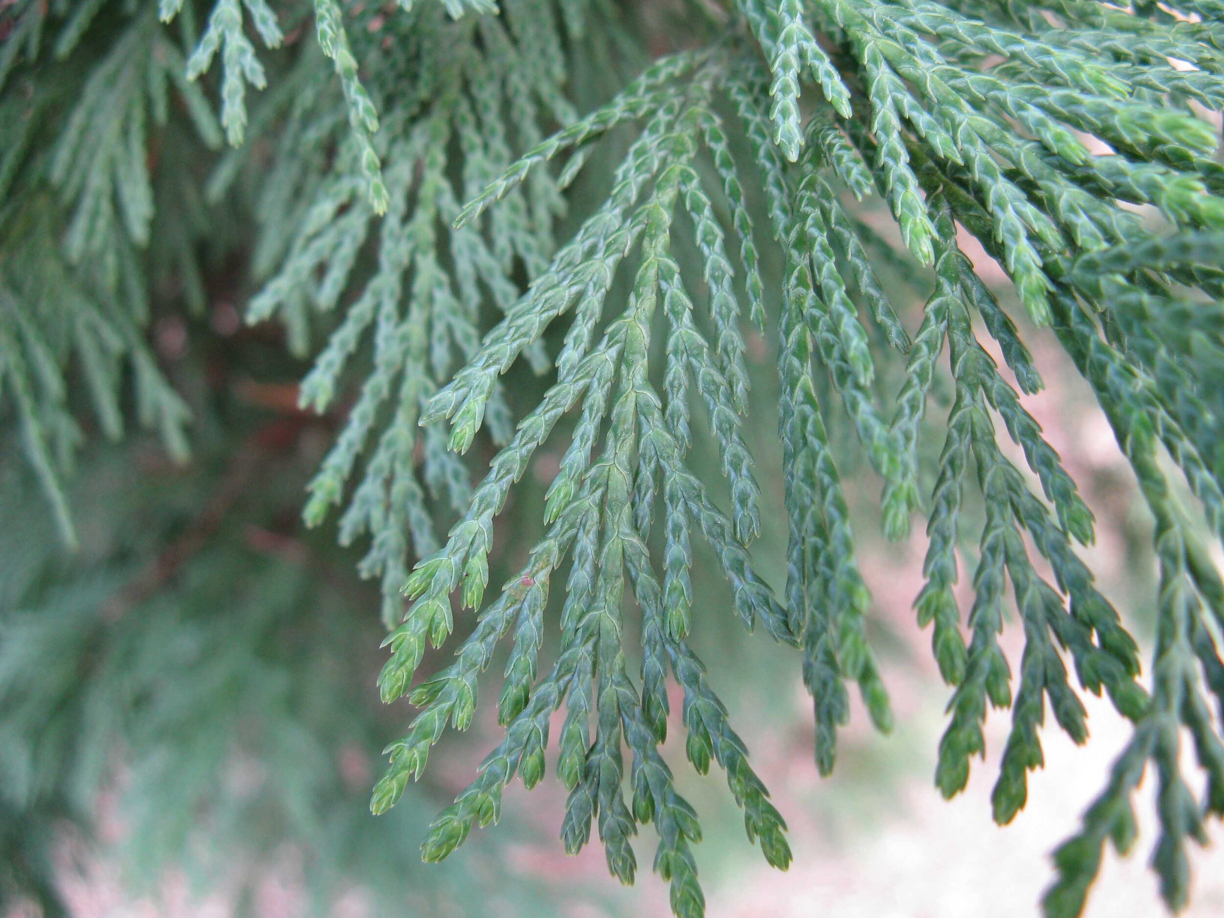 Conifers — Sunnyside Nursery