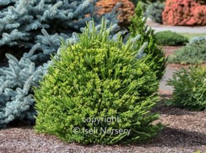 Cryptomeria — Sunnyside Nursery
