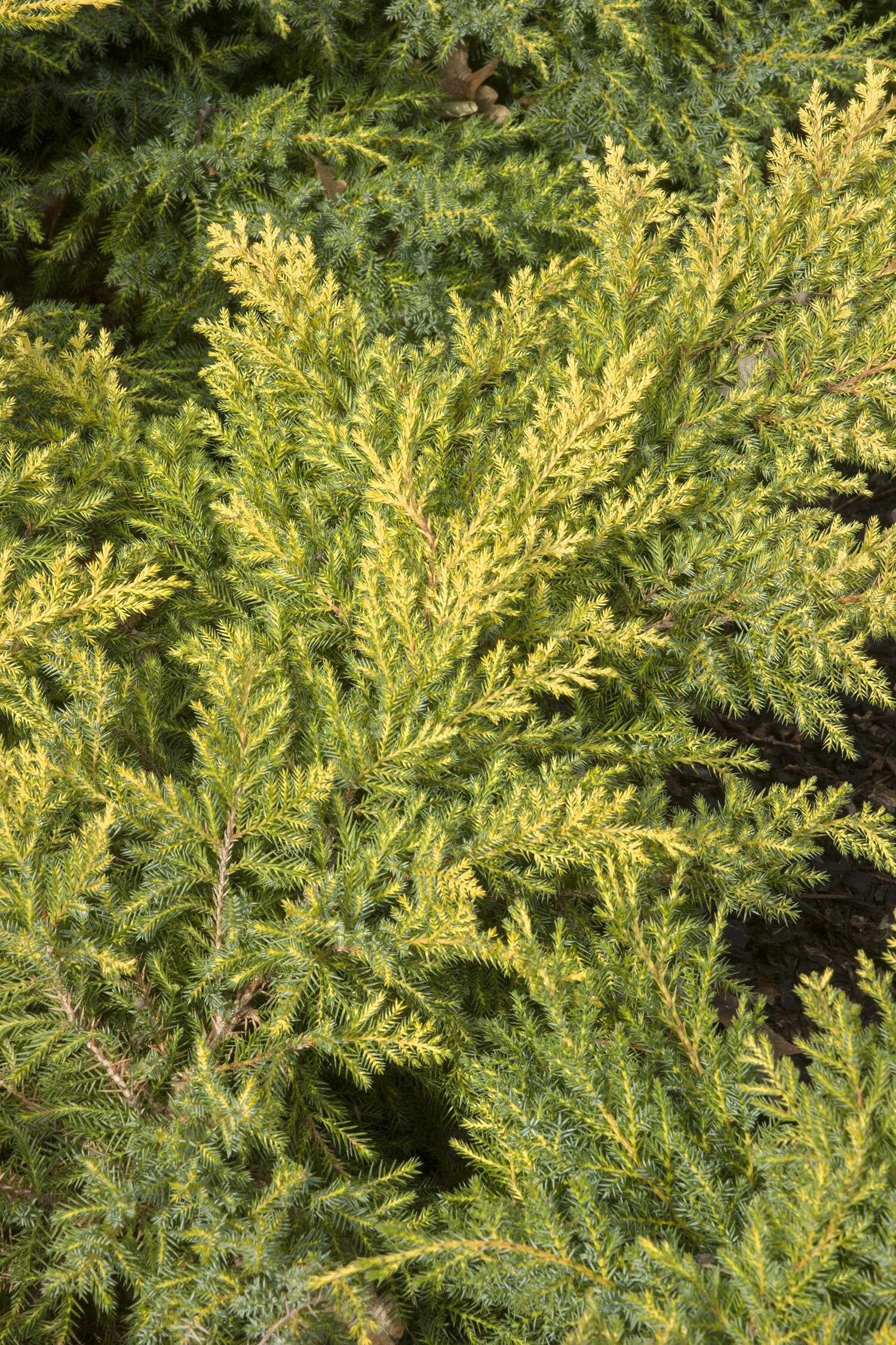 Juniperus — Sunnyside Nursery