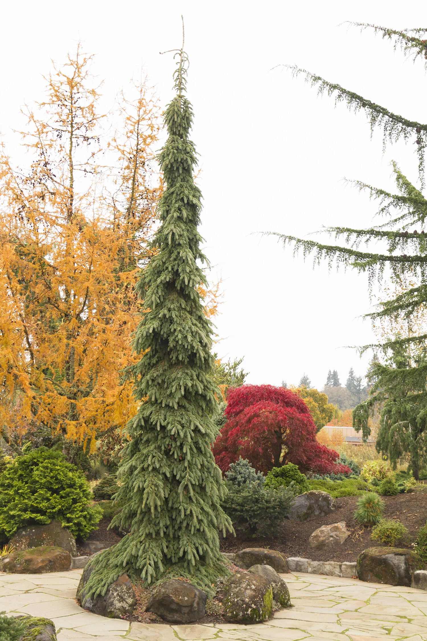 Picea — Sunnyside Nursery