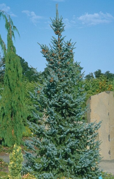 Picea — Sunnyside Nursery