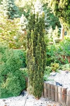 Taxus — Sunnyside Nursery