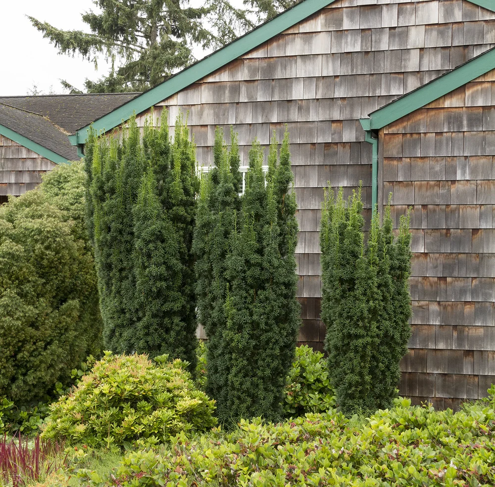 Taxus — Sunnyside Nursery