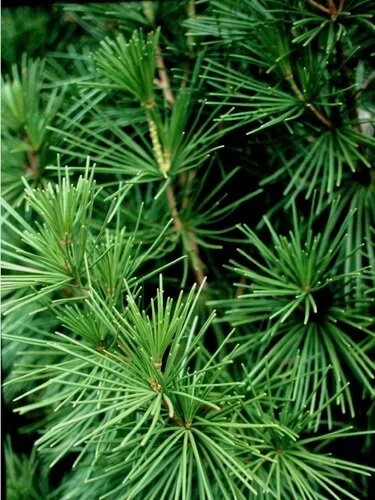 Sciadopitys — Sunnyside Nursery