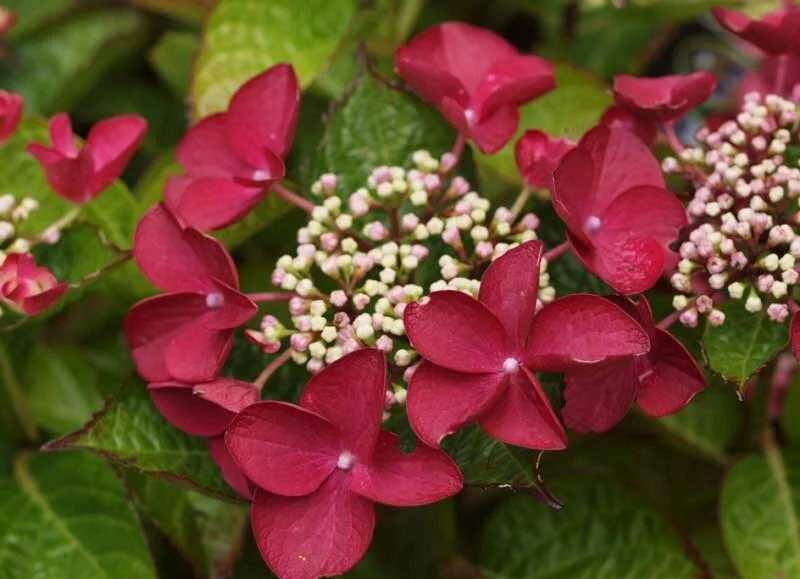 Big Leaf Hydrangeas — Sunnyside Nursery