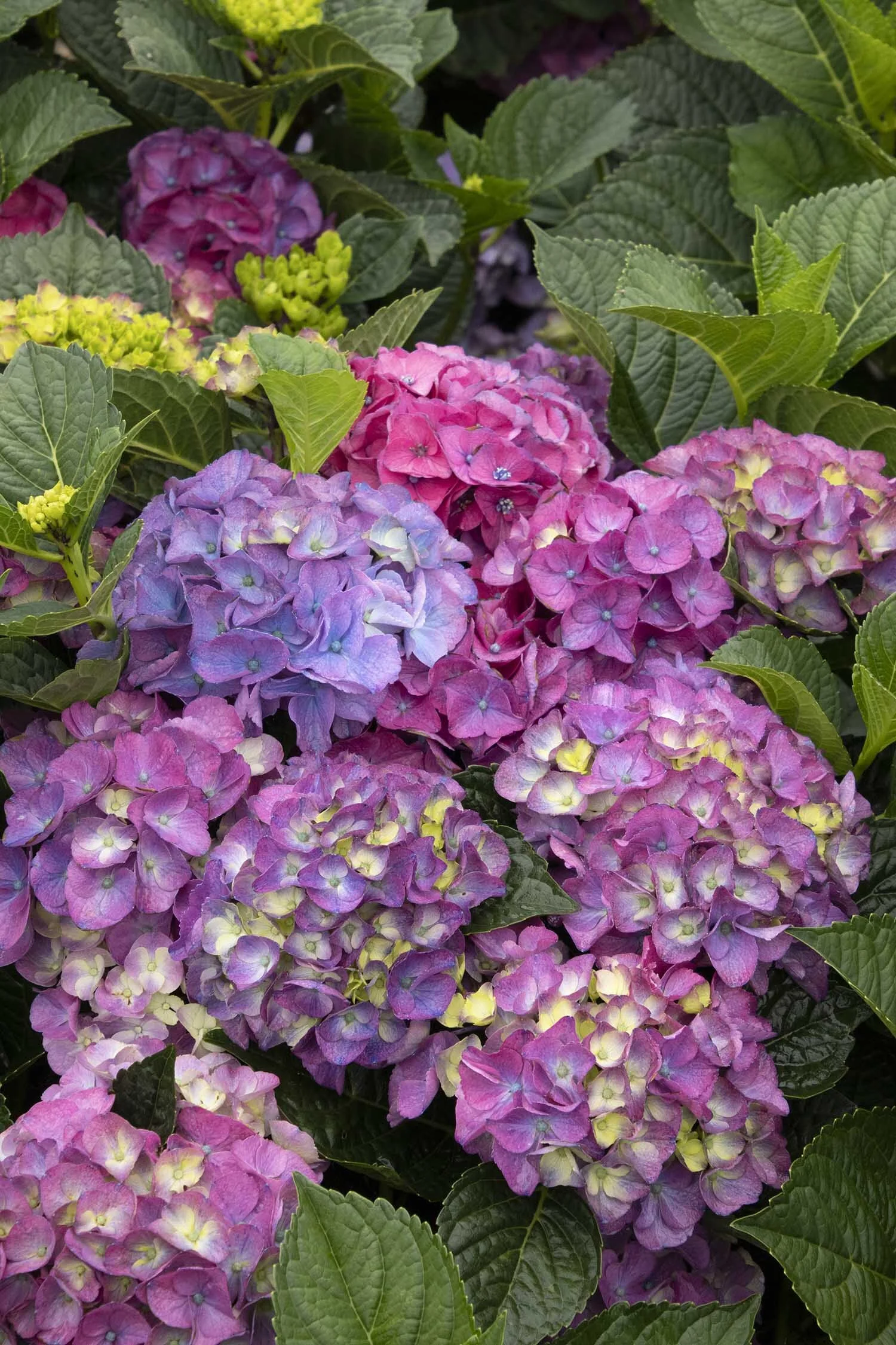Seaside Serenade Hydrangeas — Sunnyside Nursery