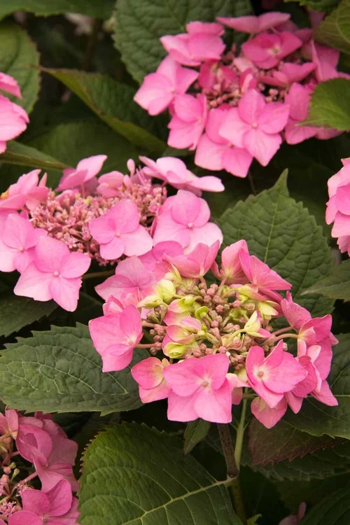 Seaside Serenade Hydrangeas — Sunnyside Nursery