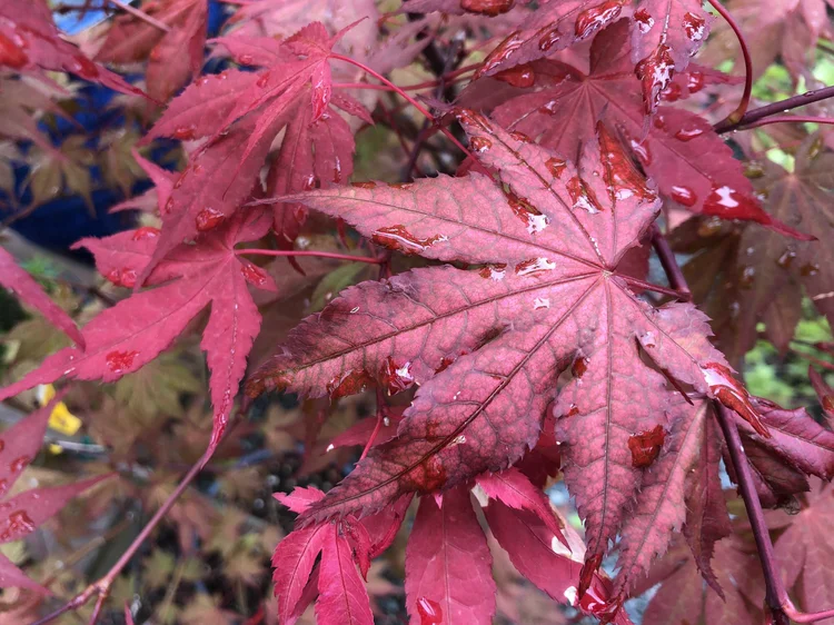 Japanese Maples Under 10 Feet A-M — Sunnyside Nursery
