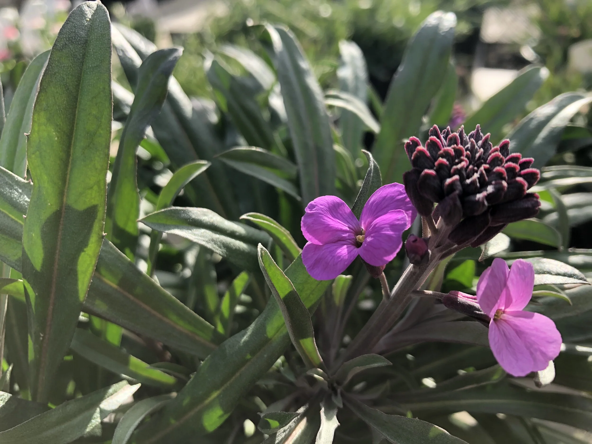 Wallflowers - So Much More Than The Name Implies — Sunnyside Nursery