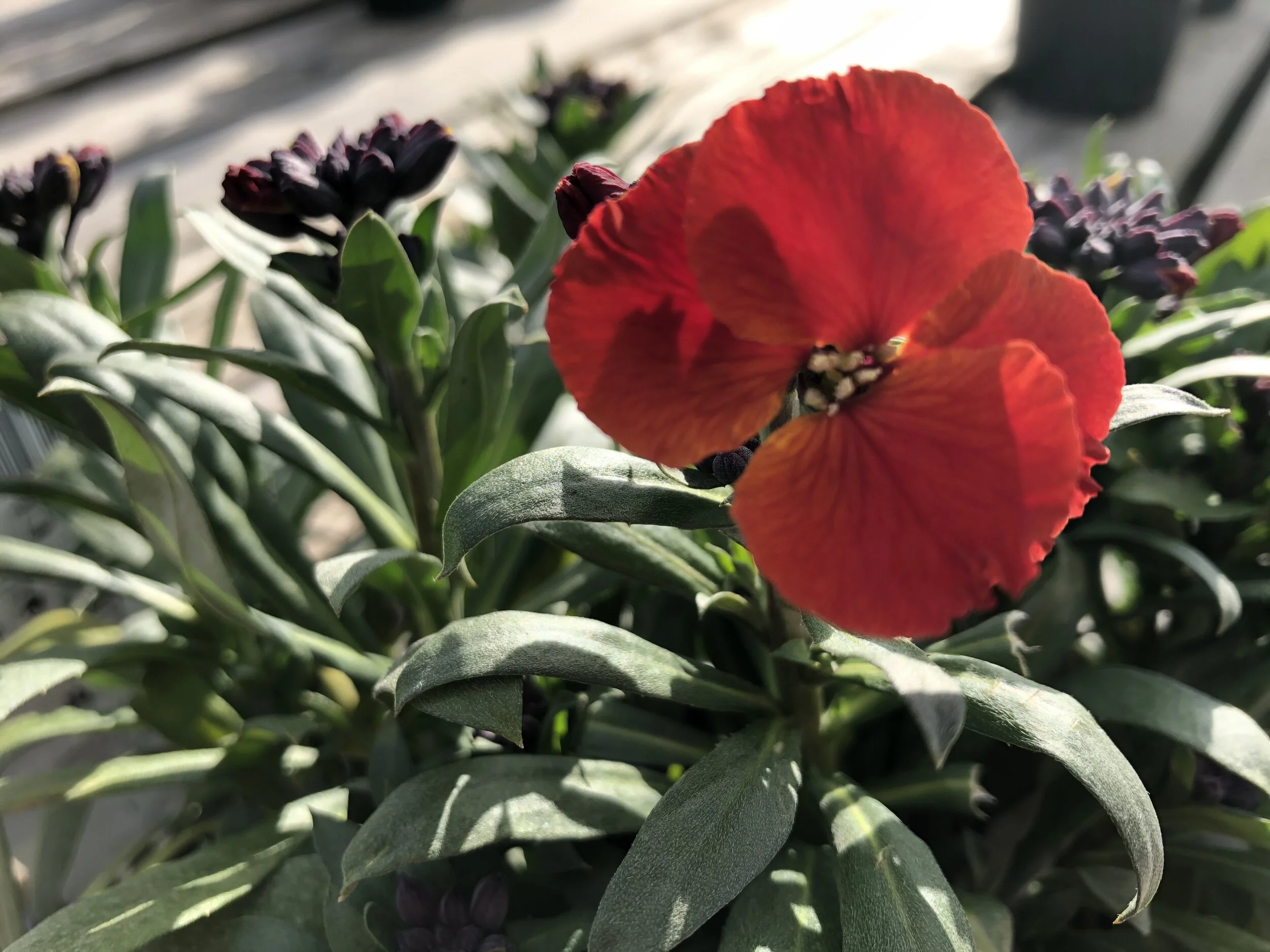 Wallflowers - So Much More Than The Name Implies — Sunnyside Nursery