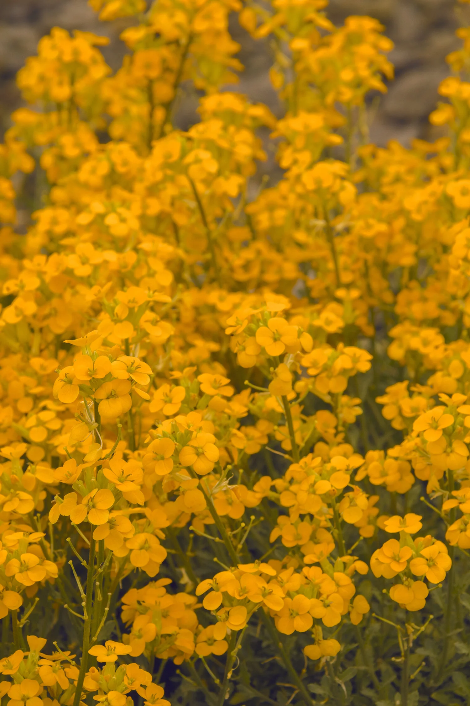 Wallflowers - So Much More Than The Name Implies — Sunnyside Nursery