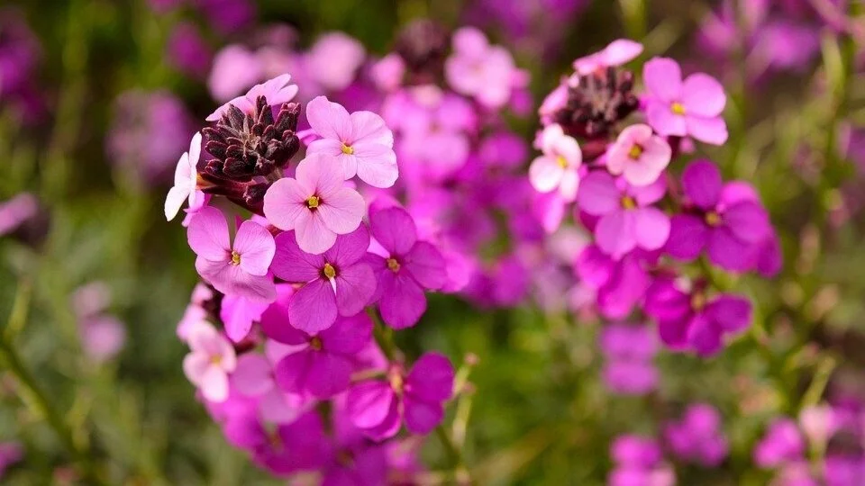 Wallflowers - So Much More Than The Name Implies — Sunnyside Nursery