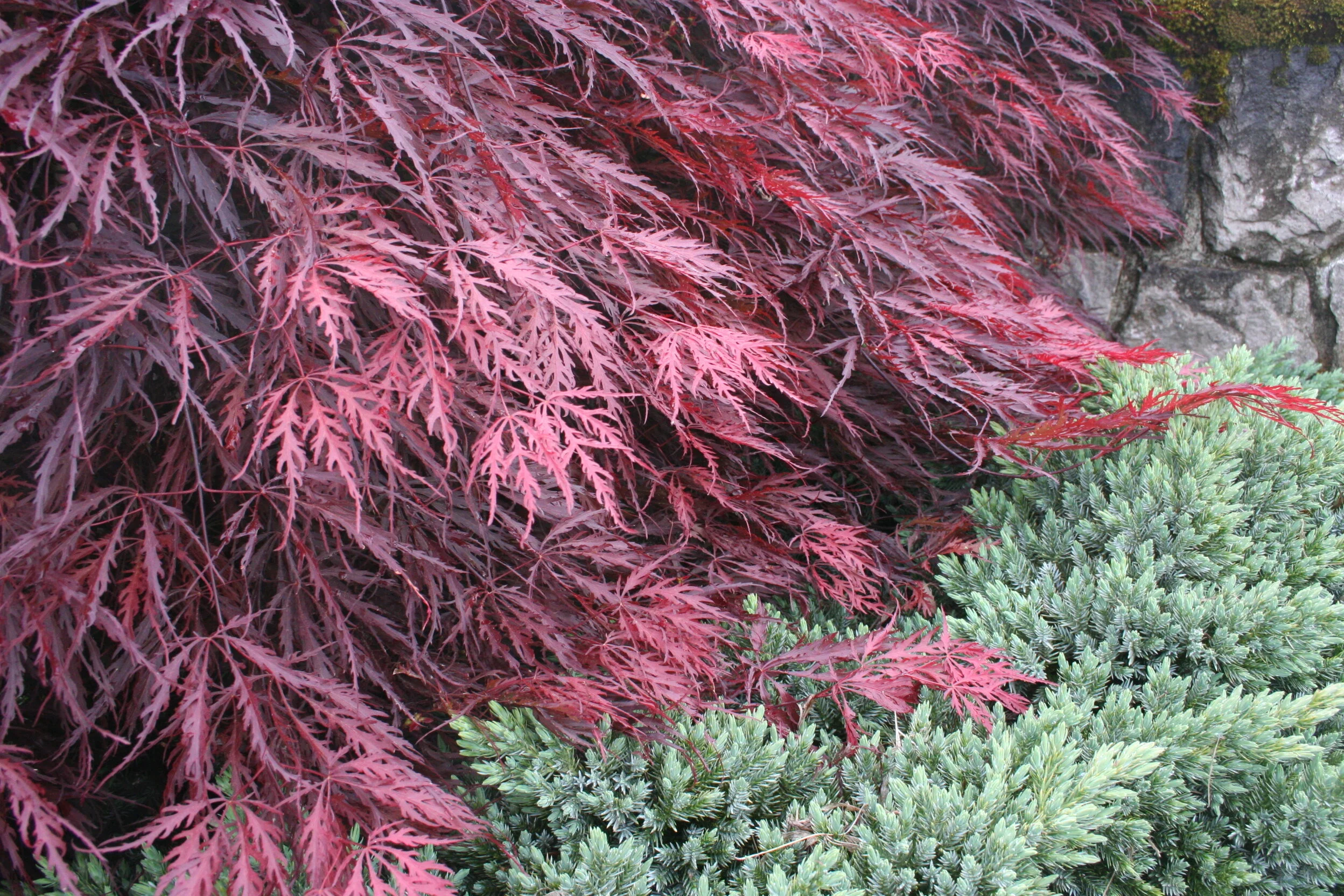 Lace-Leaf Japanese Maples — Sunnyside Nursery