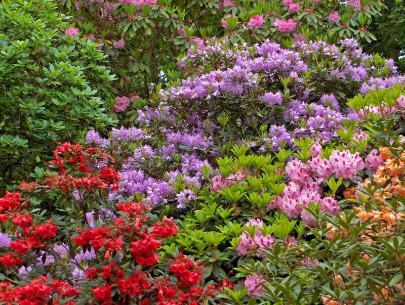 Rediscover Rhododendrons — Sunnyside Nursery