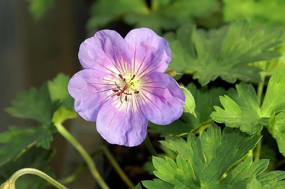 Long Blooming Perennials For The Northwest — Sunnyside Nursery