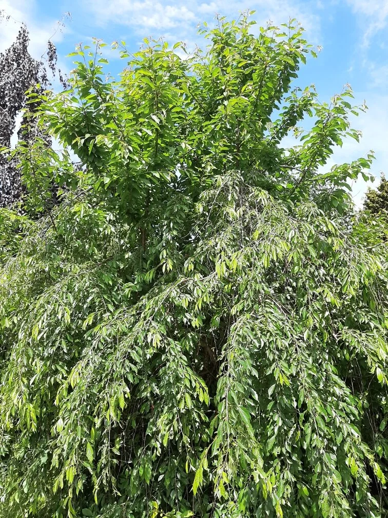 How To Prune Weeping Plants — Sunnyside Nursery