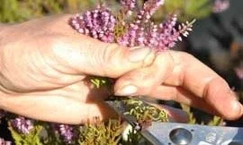 This Is The Perfect Time To Prune Your Hedges — Sunnyside Nursery