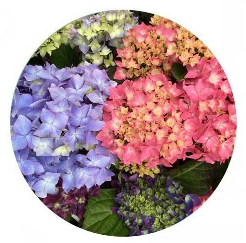 Shop At Home — Sunnyside Nursery