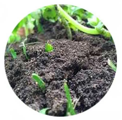 Shop At Home — Sunnyside Nursery