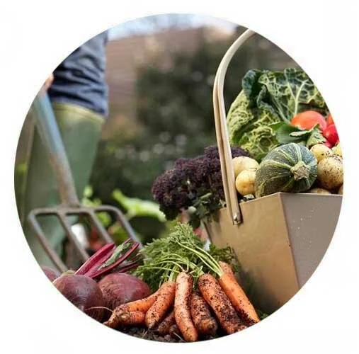 Shop At Home — Sunnyside Nursery