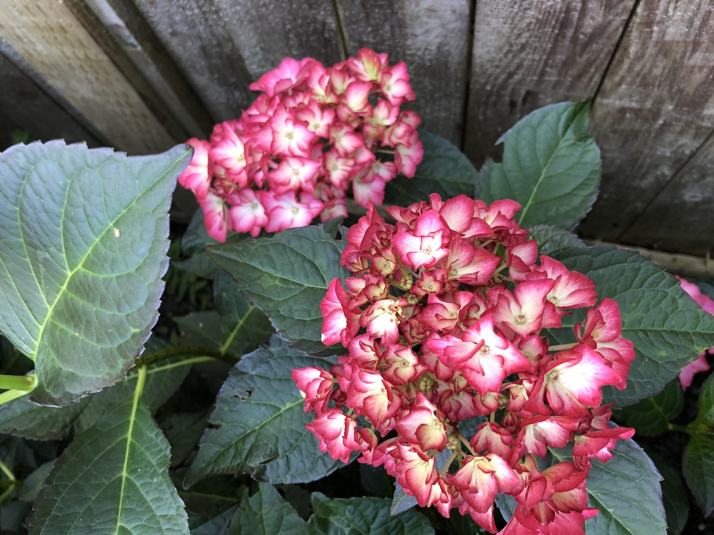 In Search Of The Coveted Dark-Leaved Hydrangea — Sunnyside Nursery