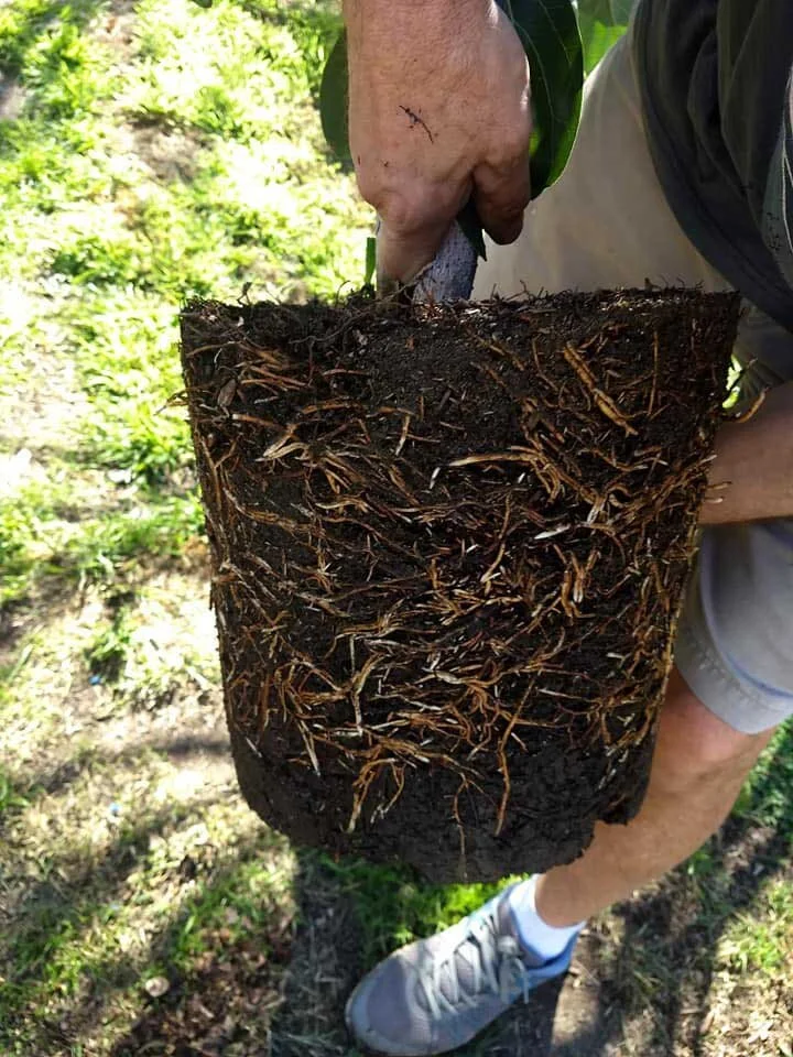 6 Steps To Successful Summer Planting — Sunnyside Nursery