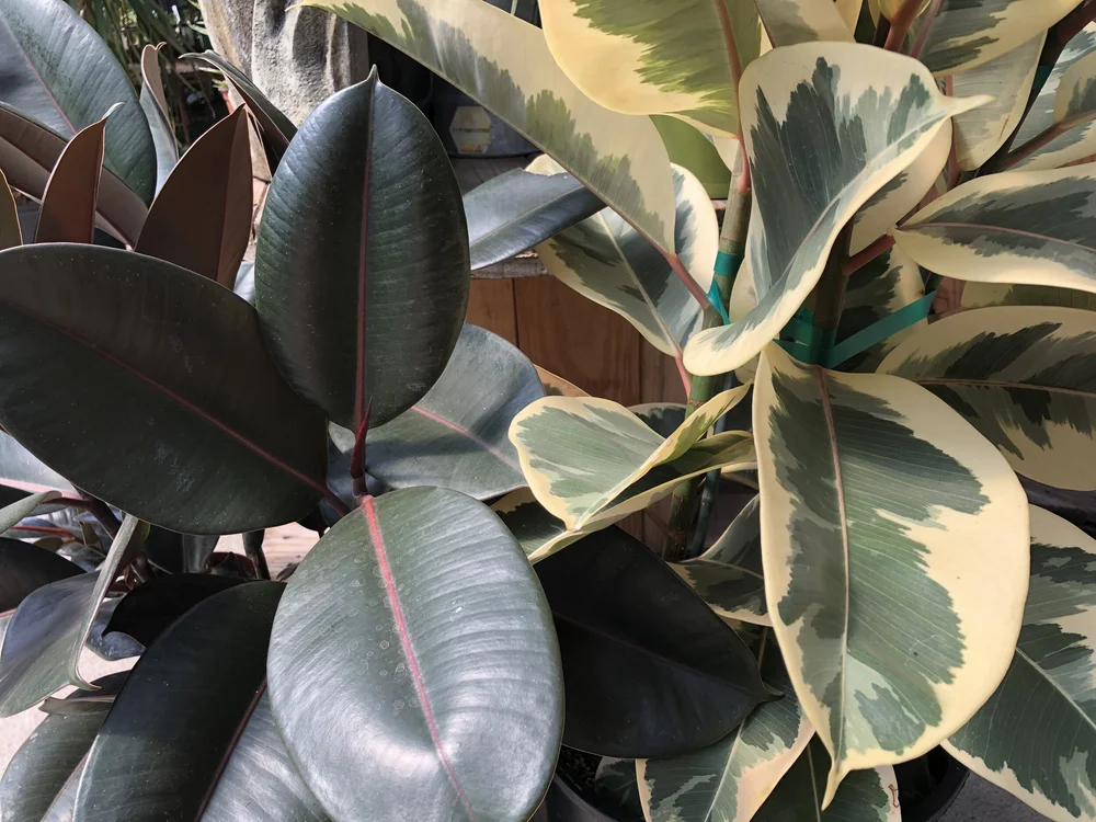 Air Purifying Plants — Sunnyside Nursery
