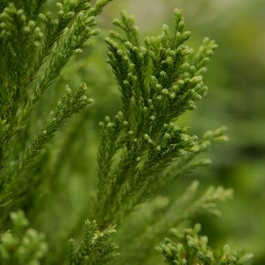 Cryptomeria — Sunnyside Nursery