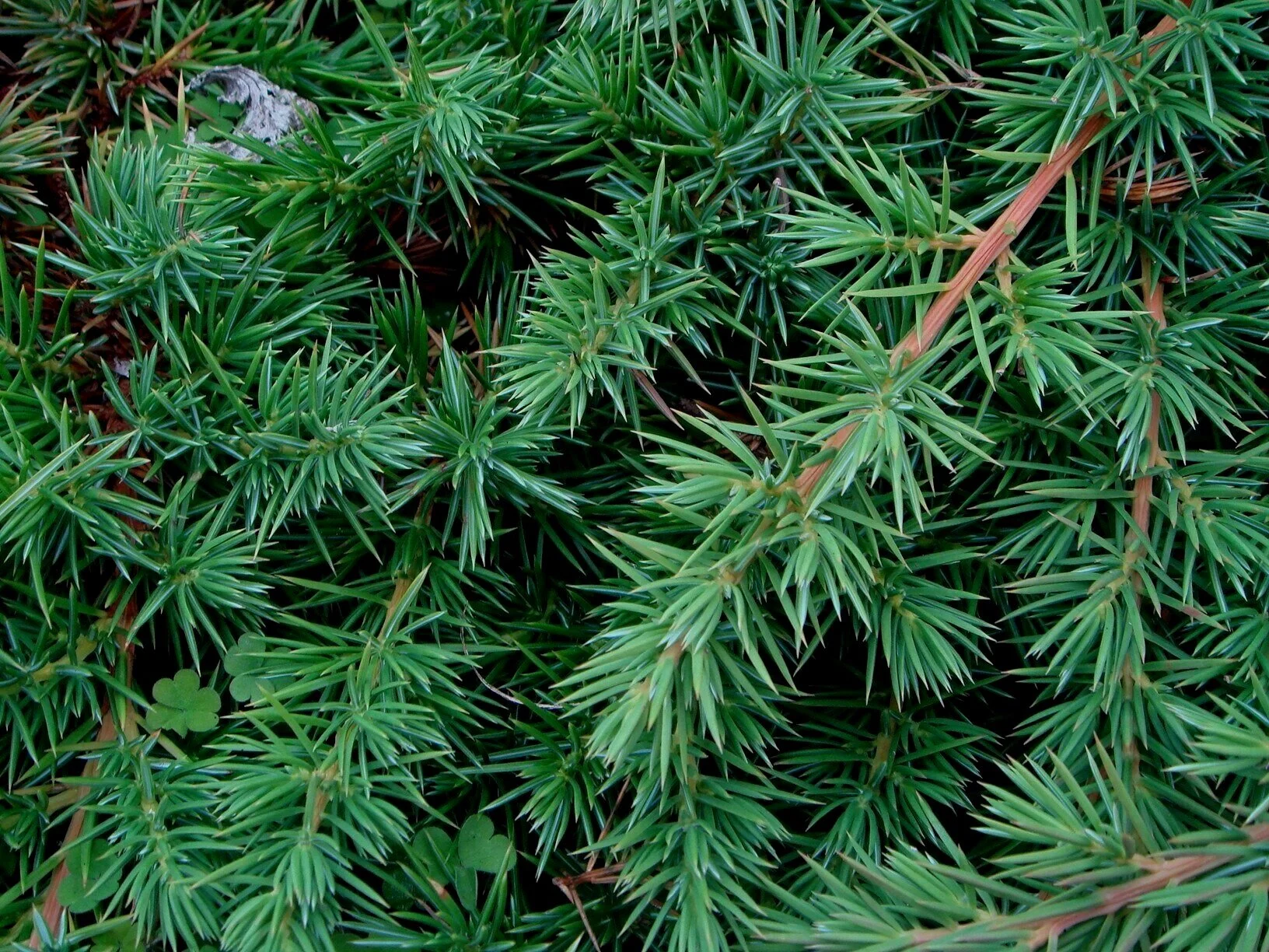 Juniperus — Sunnyside Nursery