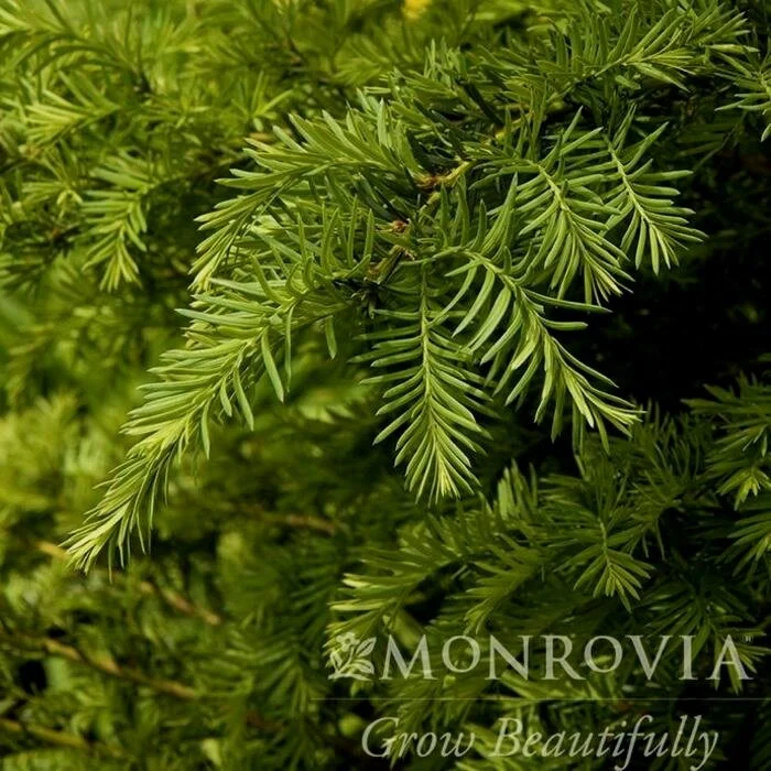Taxus — Sunnyside Nursery