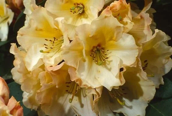 Orange & Yellow Rhododendrons — Sunnyside Nursery