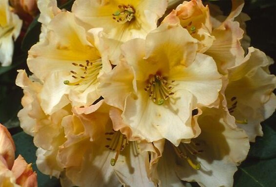 Orange & Yellow Rhododendrons — Sunnyside Nursery