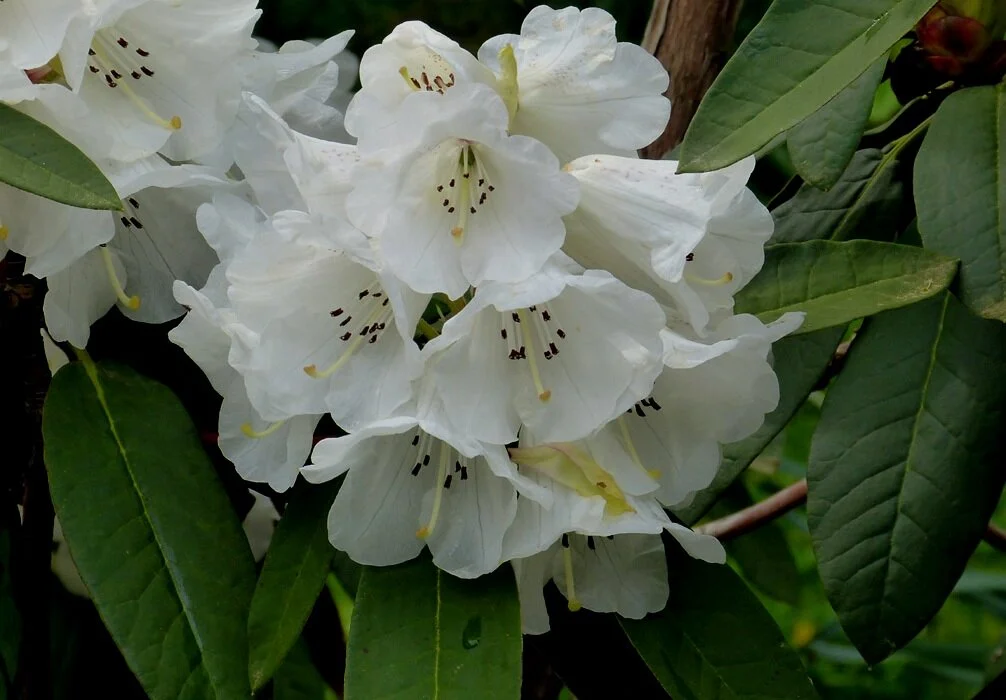 White Rhododendrons — Sunnyside Nursery
