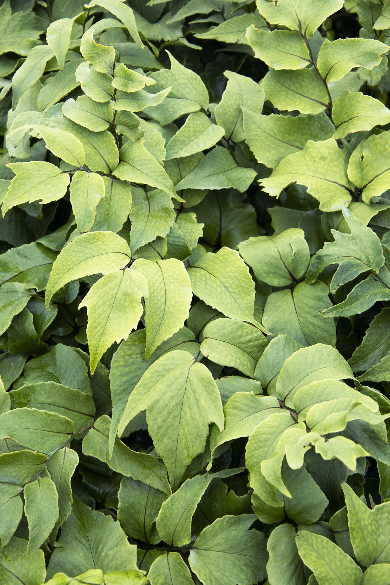 New & Exciting Ferns From Monrovia Nurseries — Sunnyside Nursery