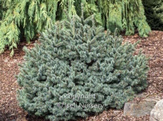 Picea — Sunnyside Nursery