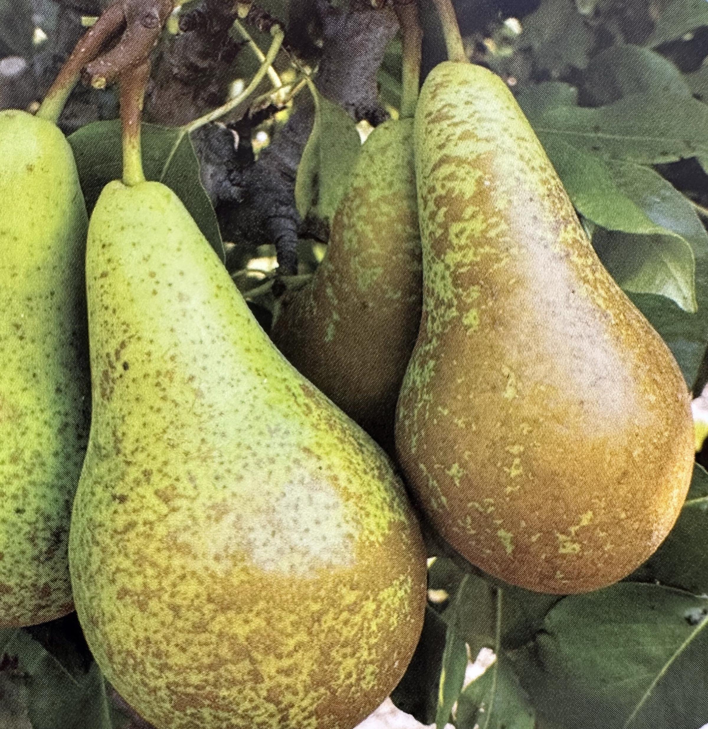 Pear Trees — Sunnyside Nursery