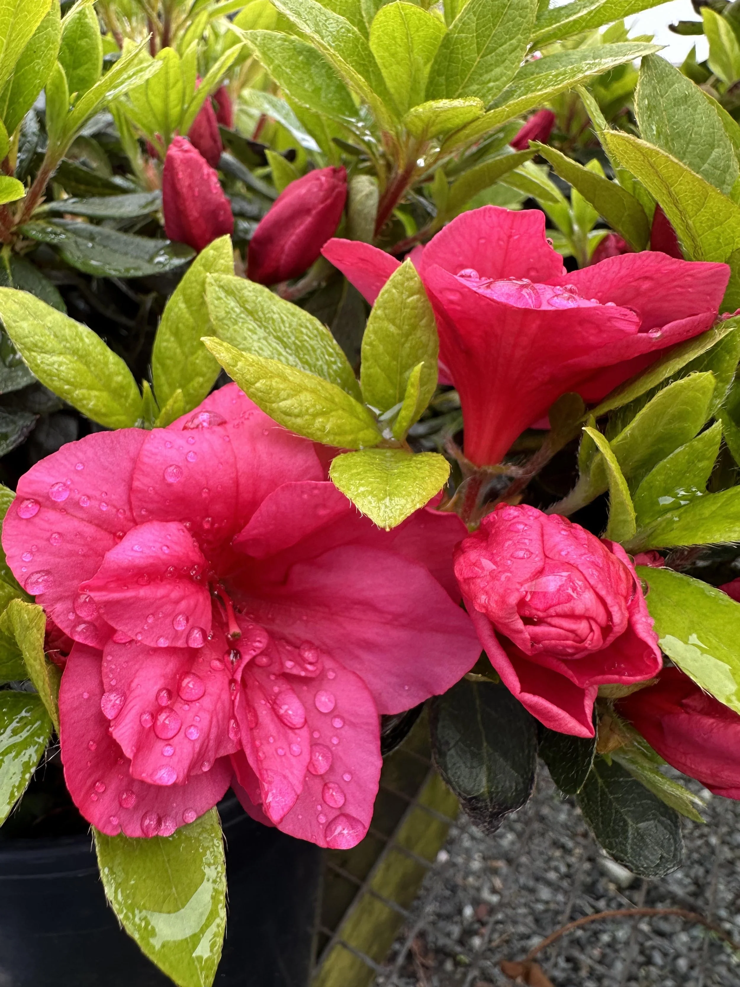 Pink Evergreen Azaleas — Sunnyside Nursery