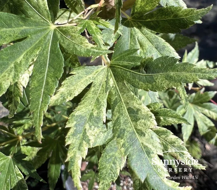 Japanese Maples Under 10 Feet A-M — Sunnyside Nursery