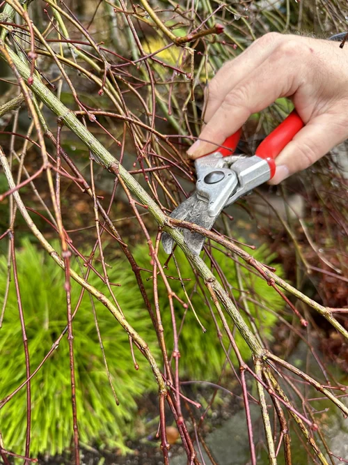Pruning Your Laceleaf Japanese Maple — Sunnyside Nursery