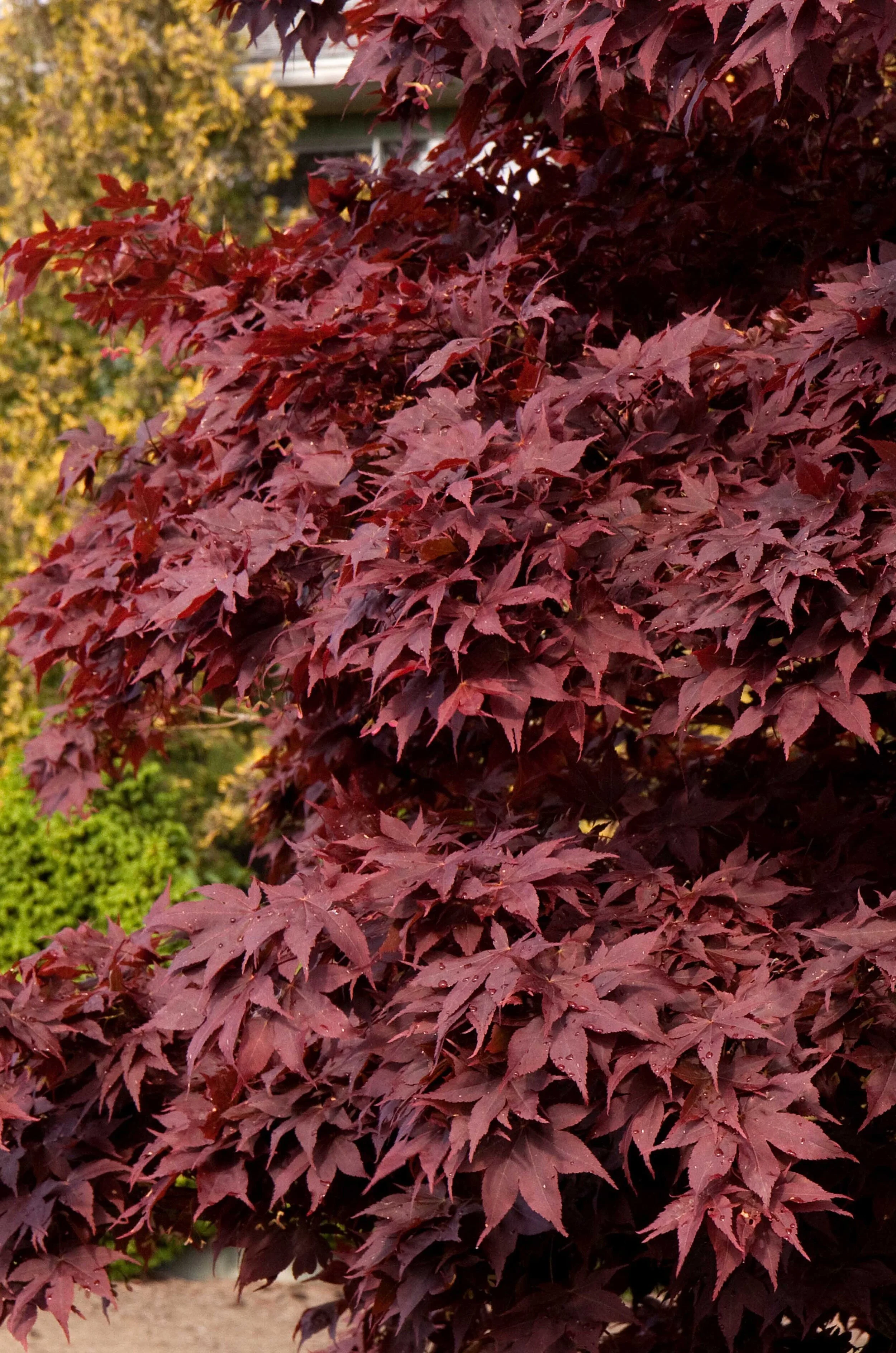Japanese Maples for Spring Color — Sunnyside Nursery
