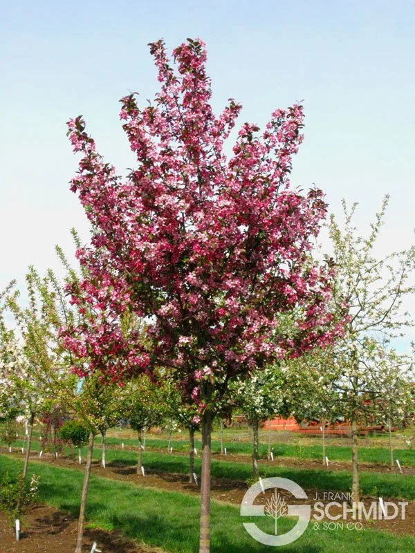 Flowering Crabapple Trees — Sunnyside Nursery