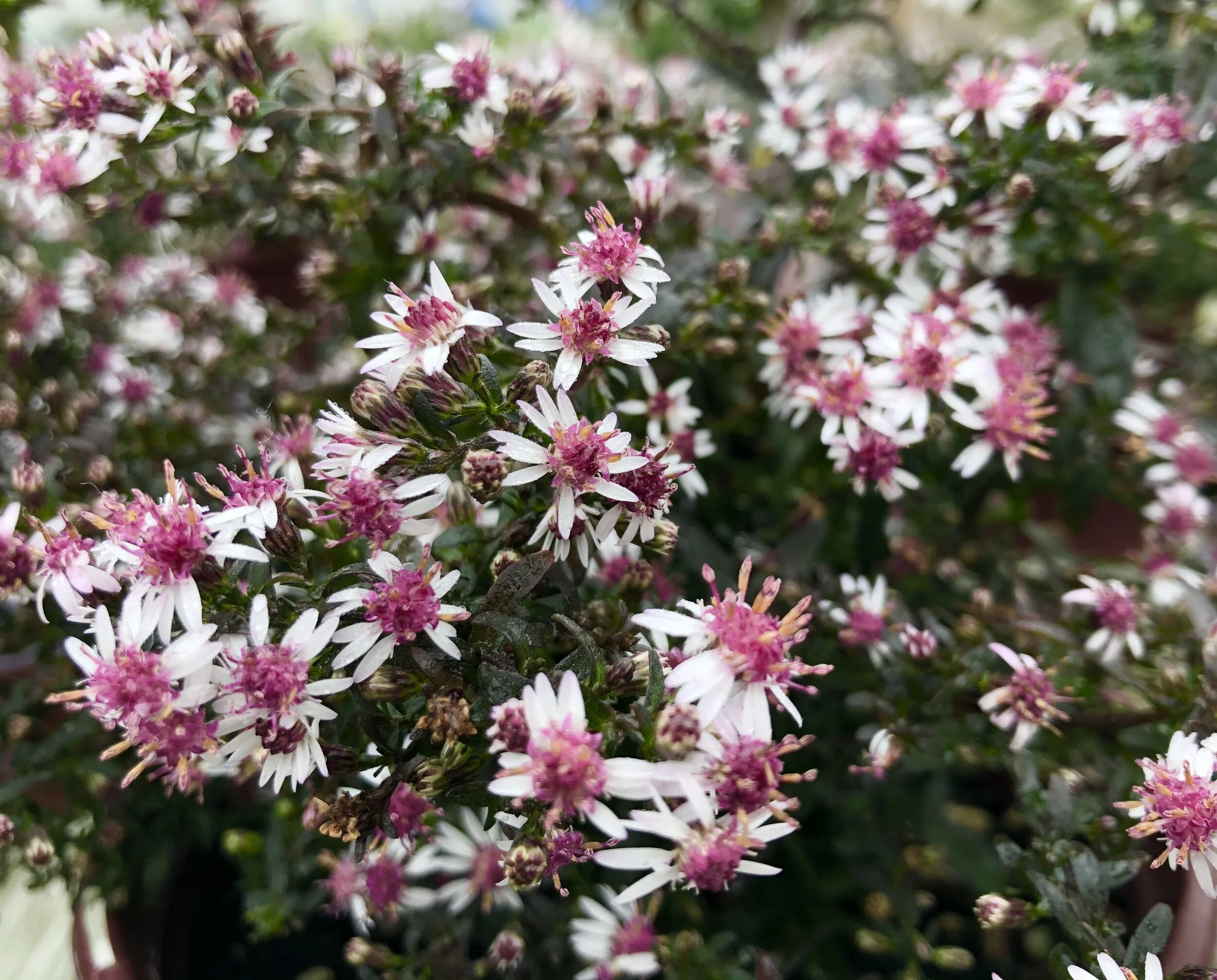 Here Are A Few Gems To Brighten Up The Fall Garden — Sunnyside Nursery