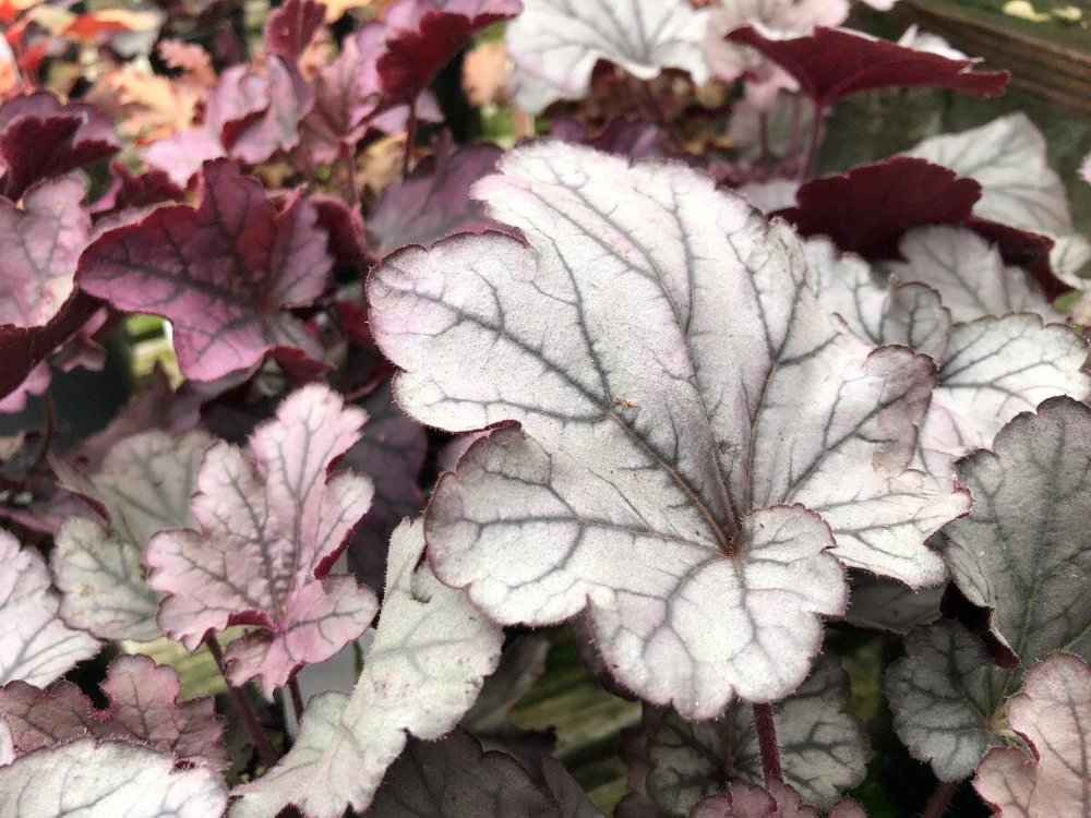 Heucheras To Lust After — Sunnyside Nursery