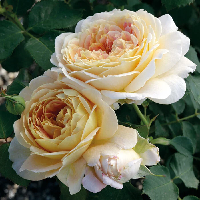 Grandiflora Roses — Sunnyside Nursery