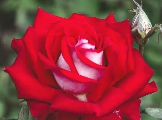 Grandiflora Roses — Sunnyside Nursery