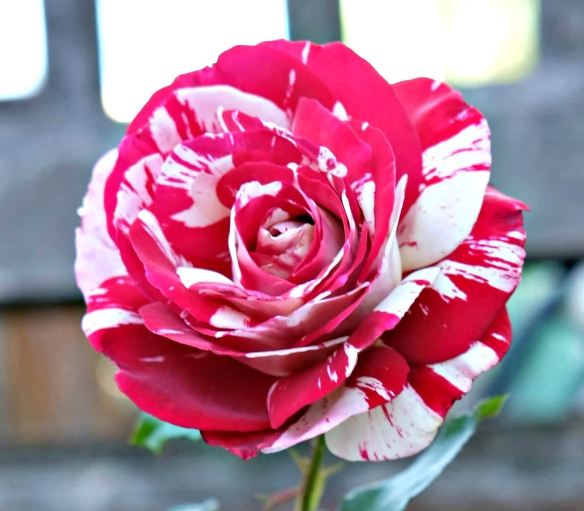 Grandiflora Roses — Sunnyside Nursery