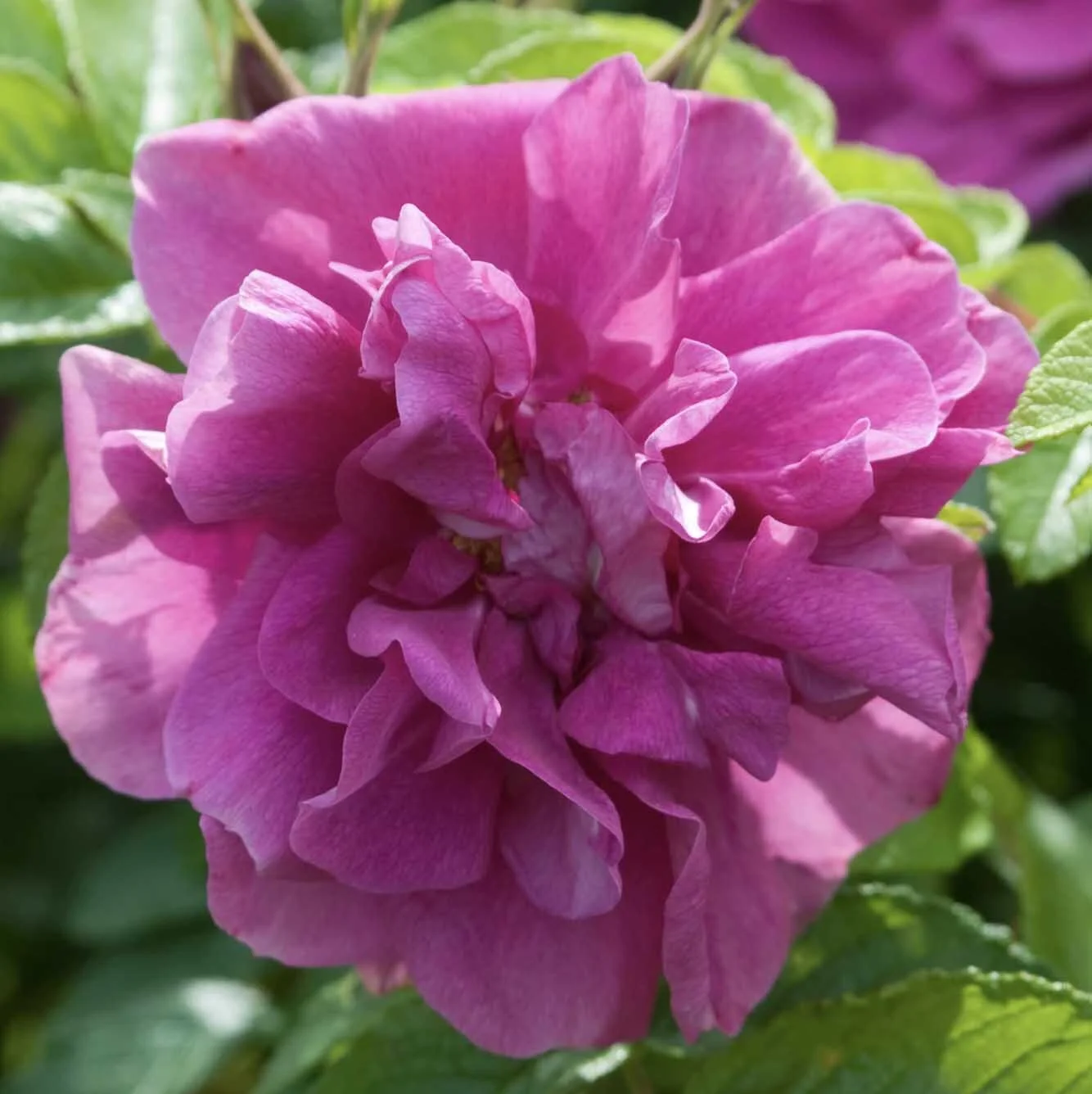Rugosa Roses — Sunnyside Nursery