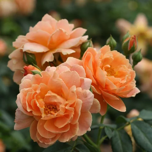 Shrub Roses — Sunnyside Nursery