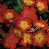 Shrub Roses — Sunnyside Nursery
